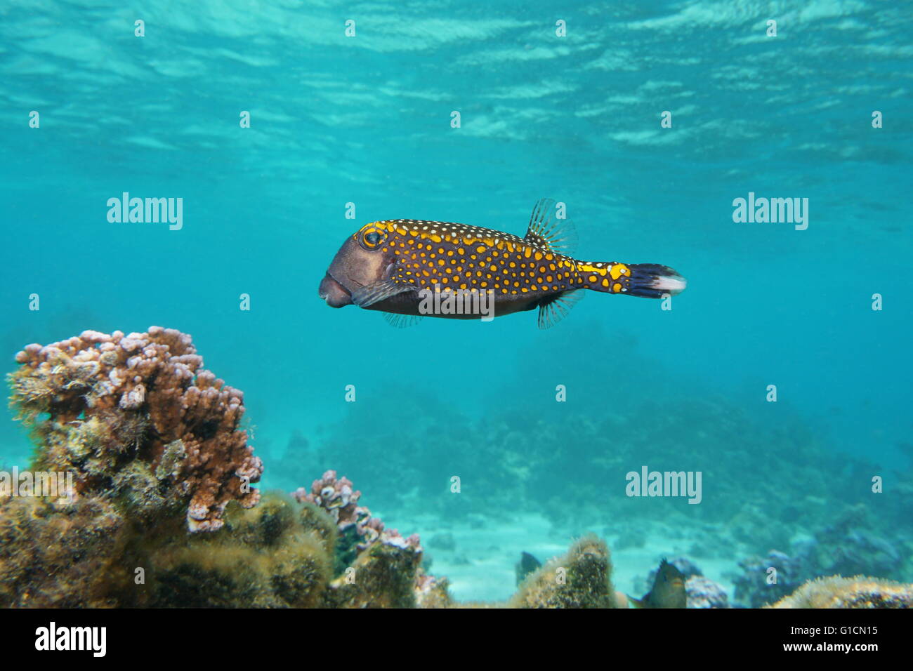 Tropical fish, a male white-spotted boxfish, Ostracion meleagris ...
