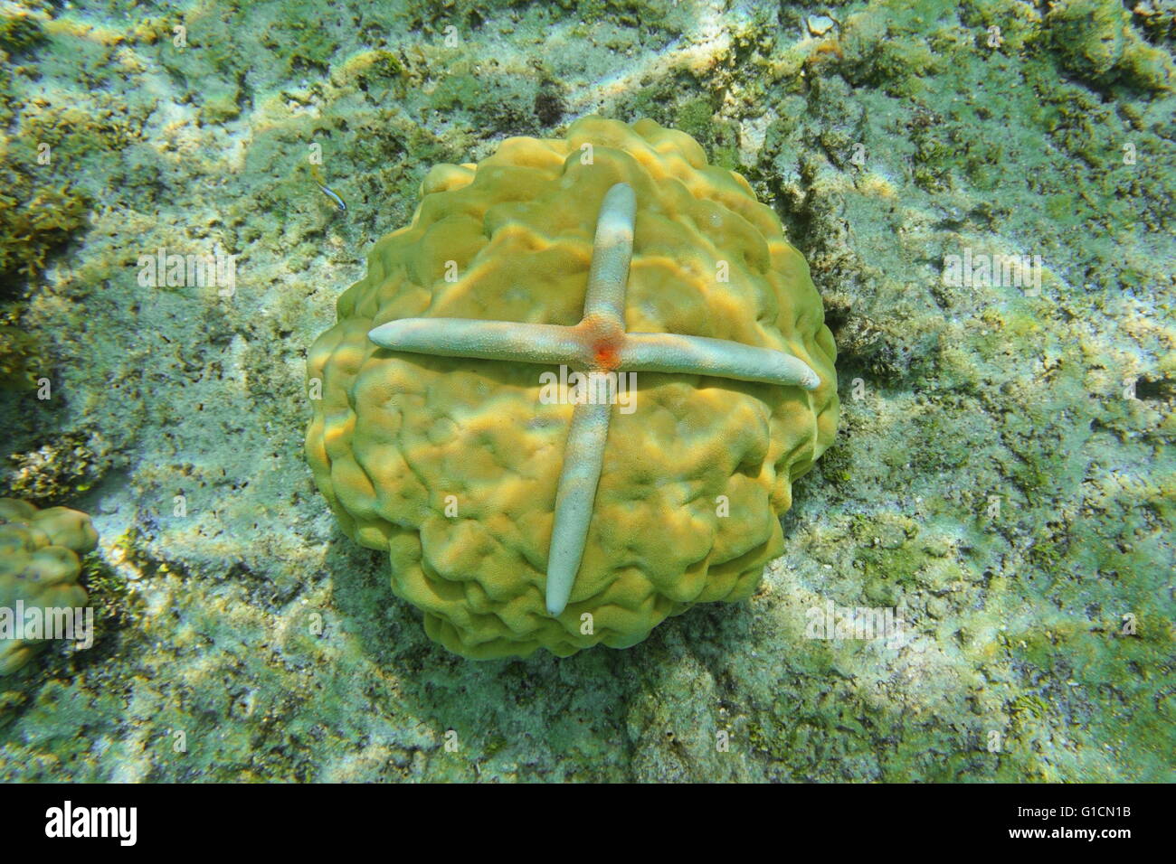 Linckia laevigata starfish with four arms, over lobe coral, Pacific ...