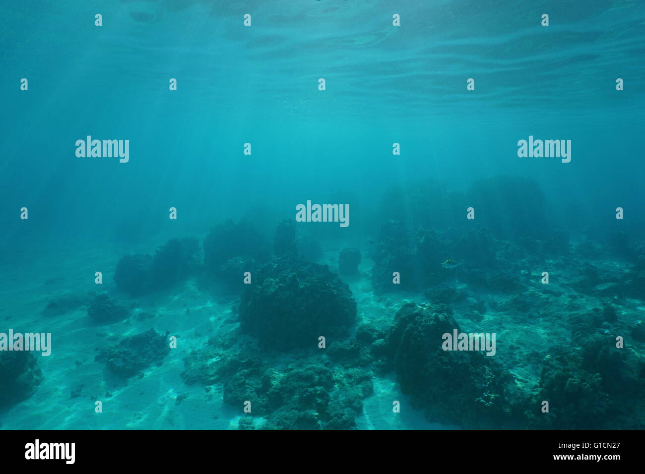 Underwater landscape, ocean floor with corals and sunlight through ...