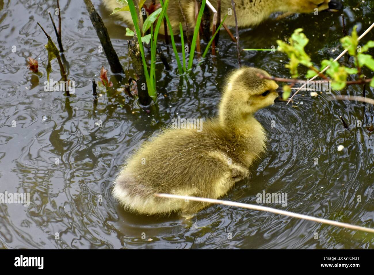Cute yellow baby Canadian geese Stock Photo - Alamy