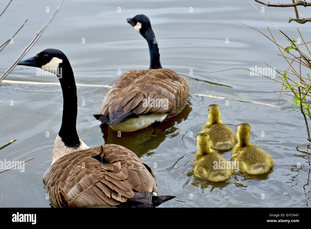 Cute yellow baby Canadian geese Stock Photo - Alamy