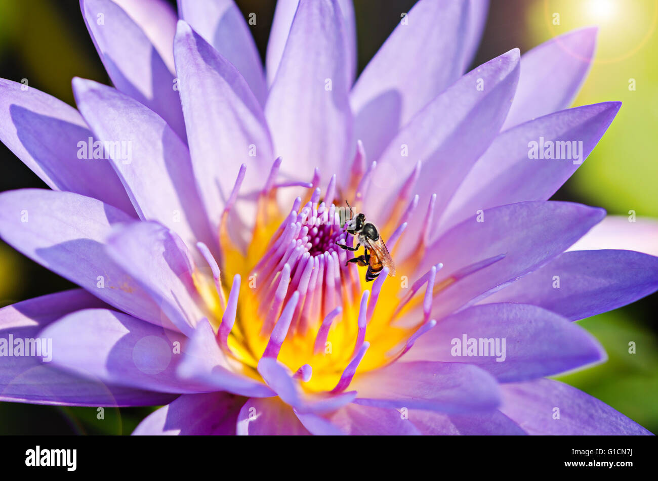 Close up of purple lotus and bee Stock Photo - Alamy