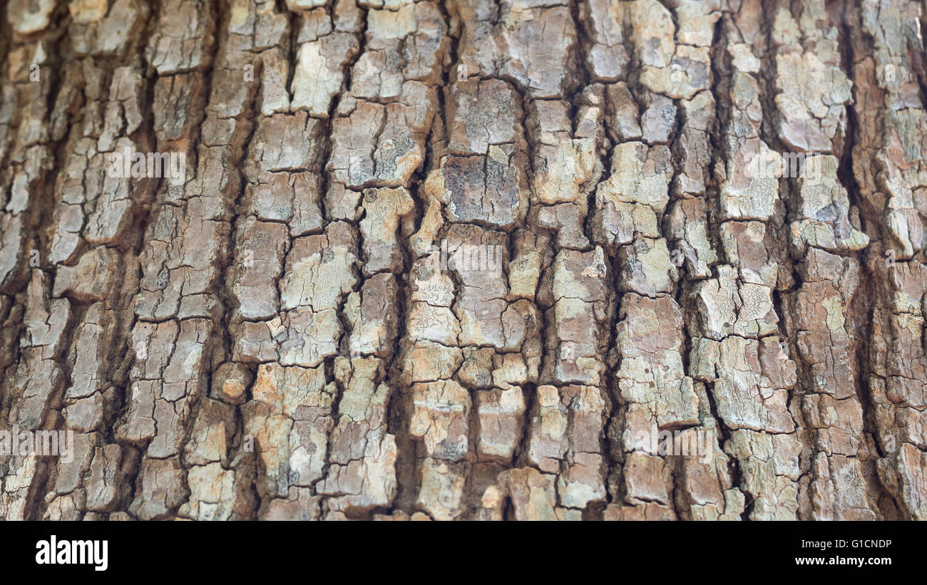 Seamless Oak Bark Texture