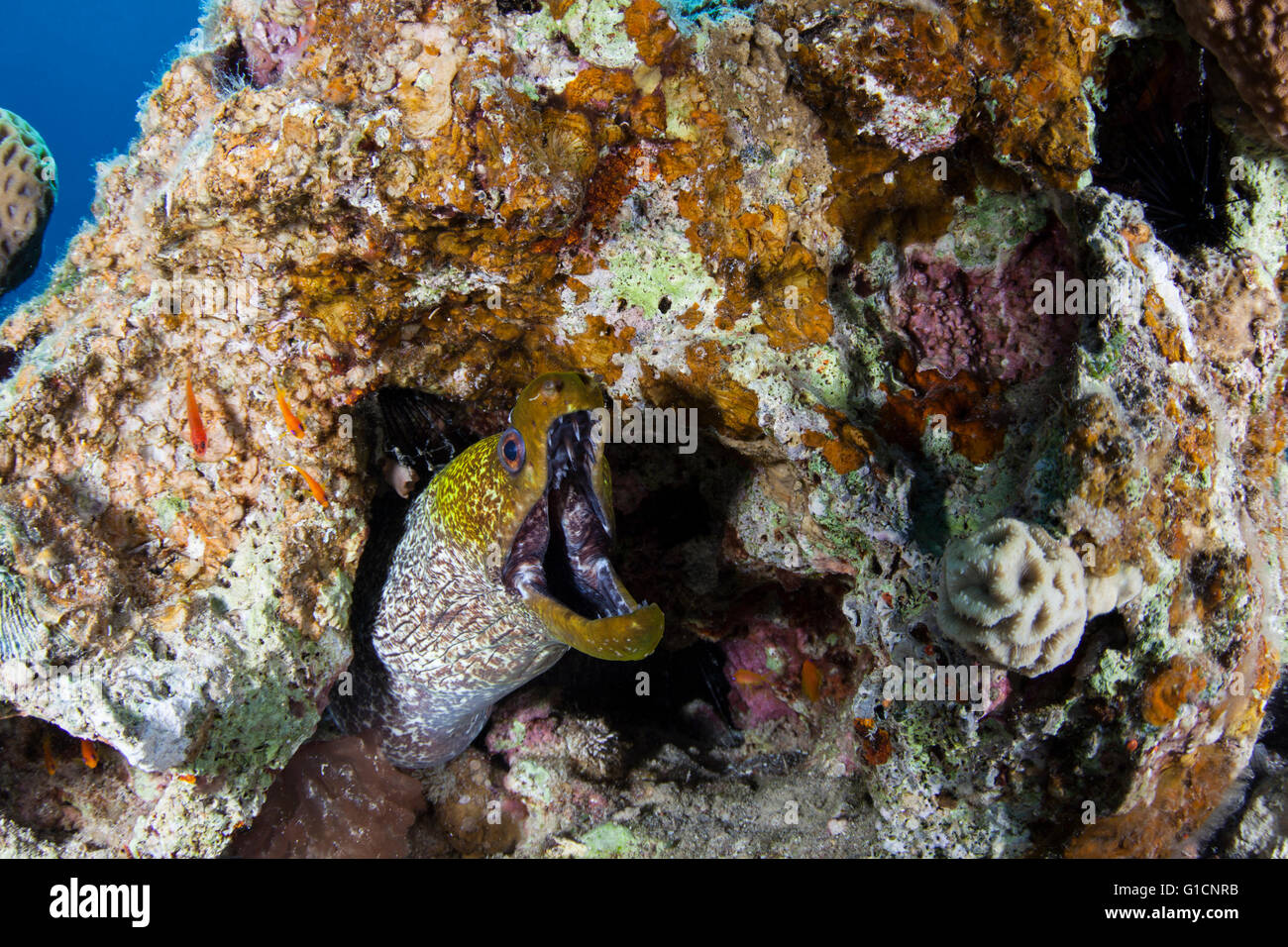 Undulate High Resolution Stock Photography and Images - Alamy