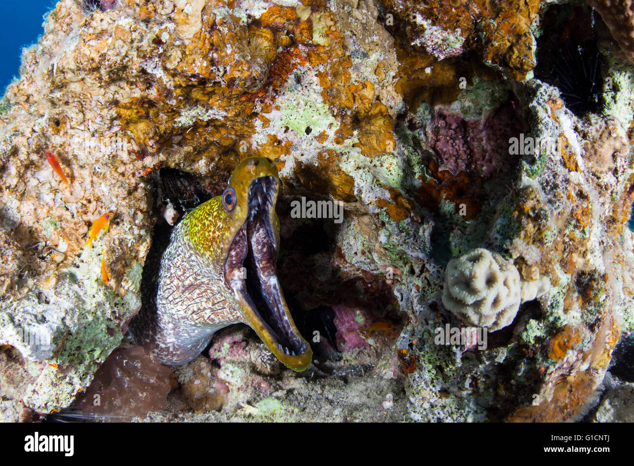 Undulate Moray (Gymnothorax undulatus) with mouth open Stock Photo - Alamy