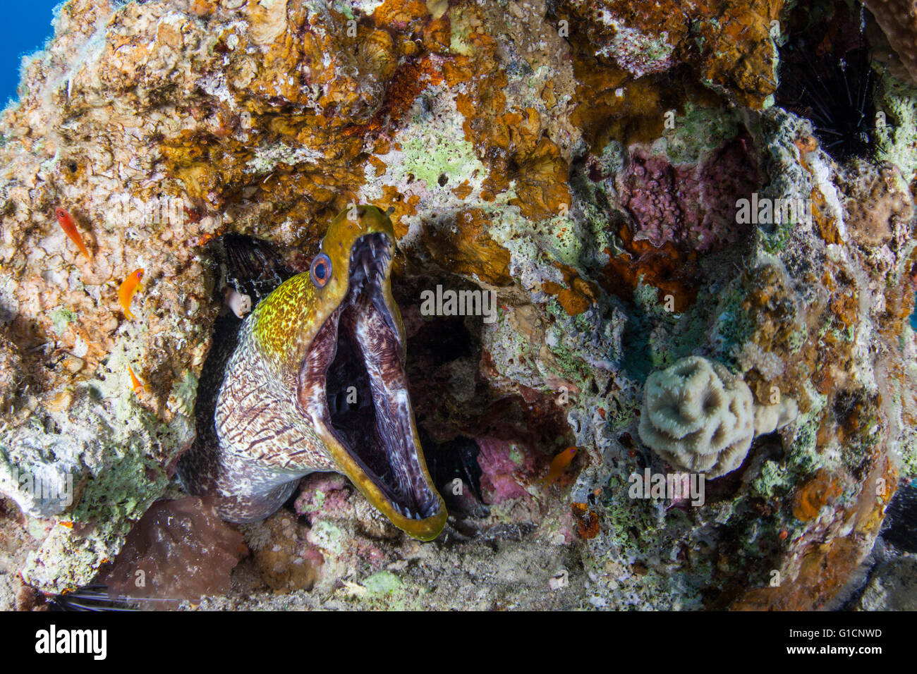 Undulate Moray (Gymnothorax undulatus) with mouth open Stock Photo - Alamy