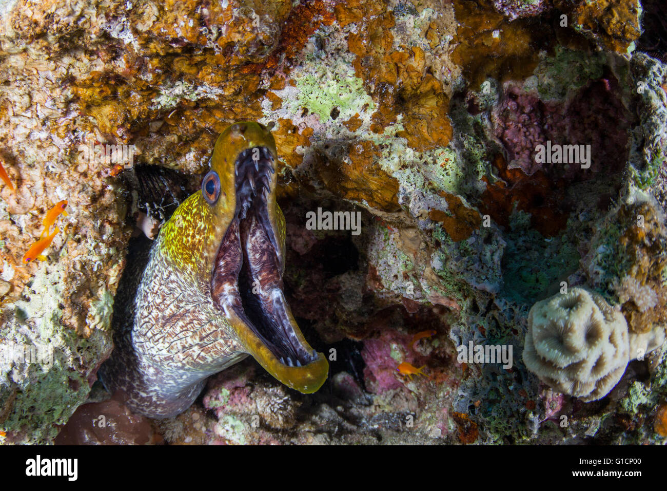 Undulate Moray (Gymnothorax undulatus) with mouth open Stock Photo - Alamy