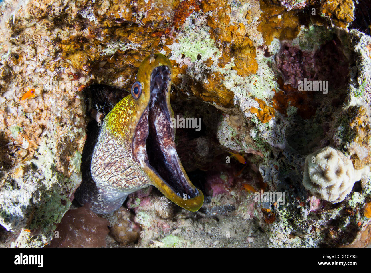 Undulated moray fish hi-res stock photography and images - Alamy