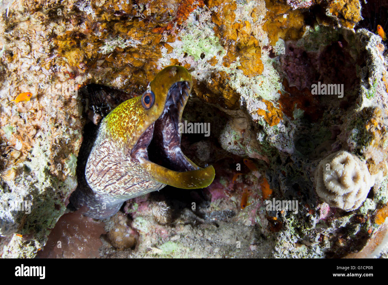 Undulate Moray (Gymnothorax undulatus) with mouth open Stock Photo - Alamy