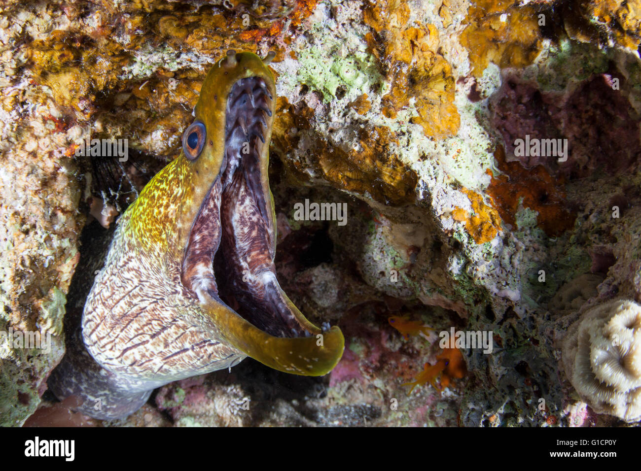Undulate Moray (Gymnothorax undulatus) with mouth open Stock Photo - Alamy
