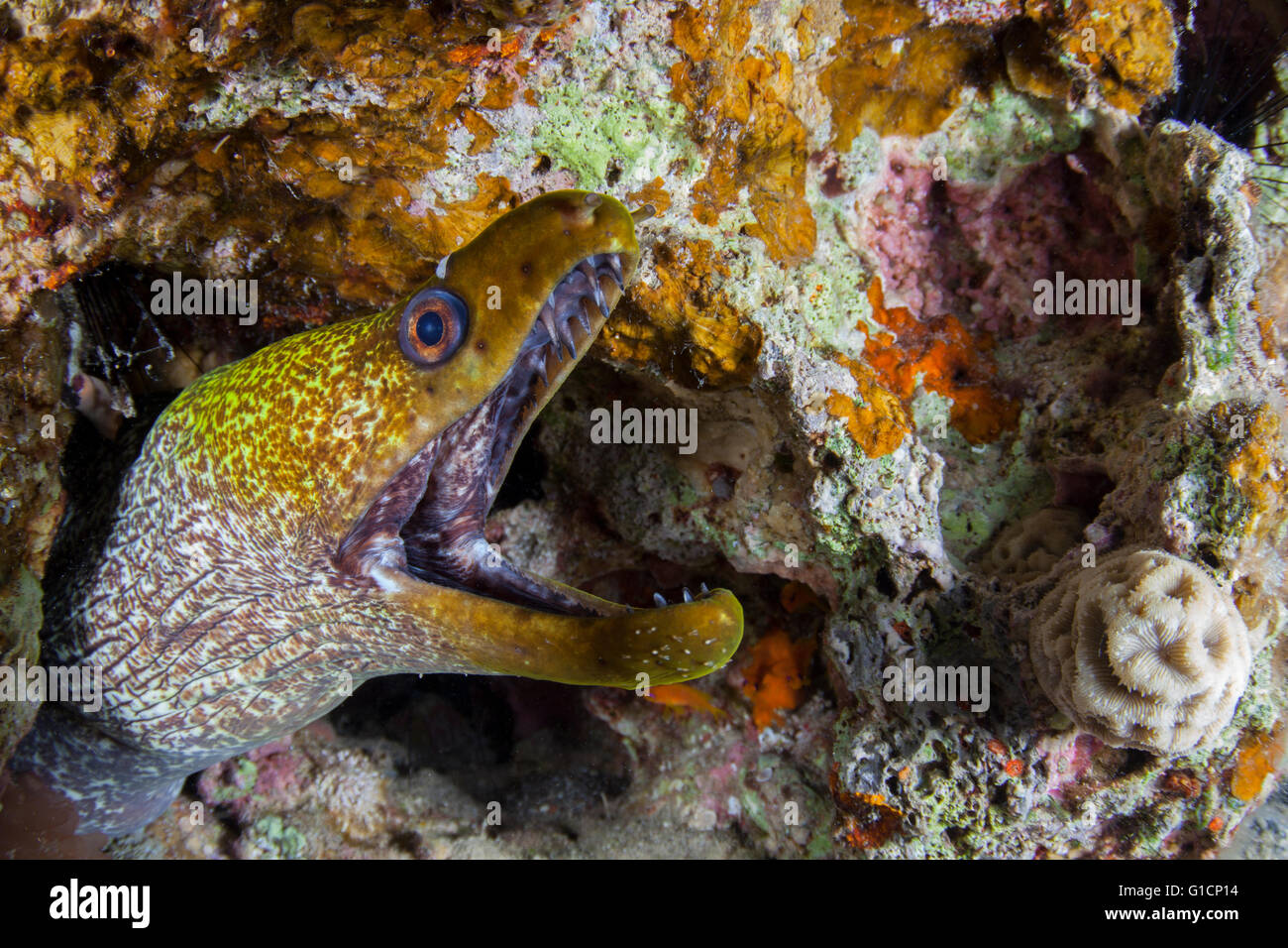 Undulate Moray (Gymnothorax undulatus) with mouth open Stock Photo - Alamy