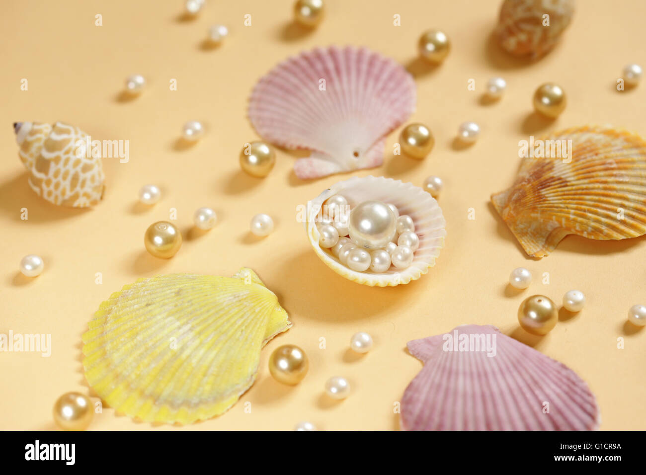 Types of shells hi-res stock photography and images - Alamy