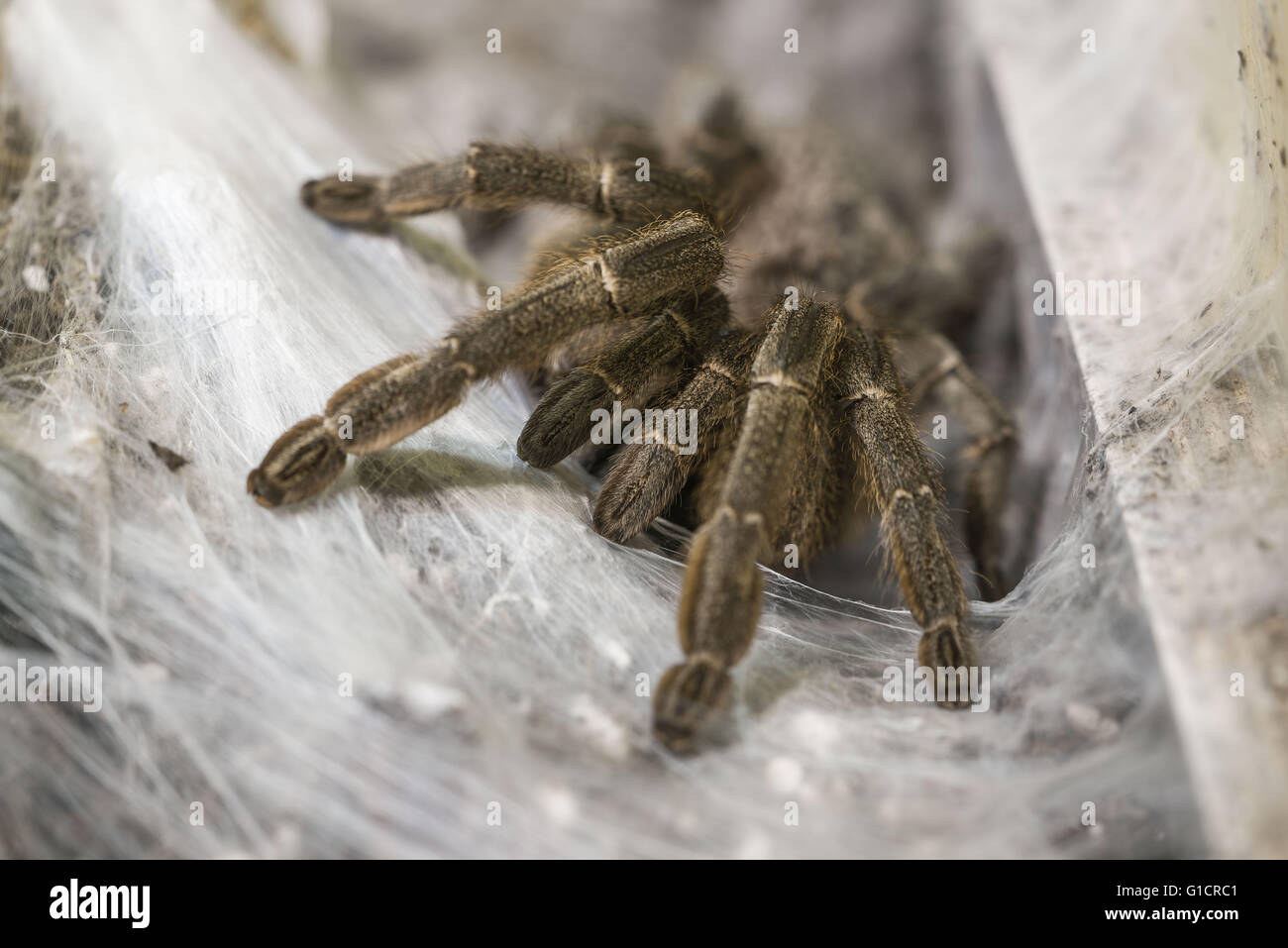 Poisonous tarantula in a terrarium Stock Photo - Alamy