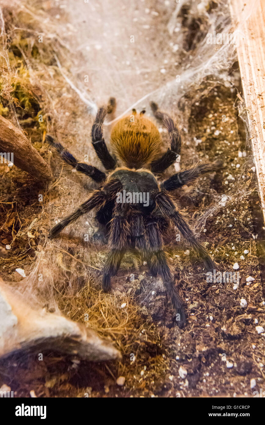 Poisonous tarantula in a terrarium Stock Photo - Alamy
