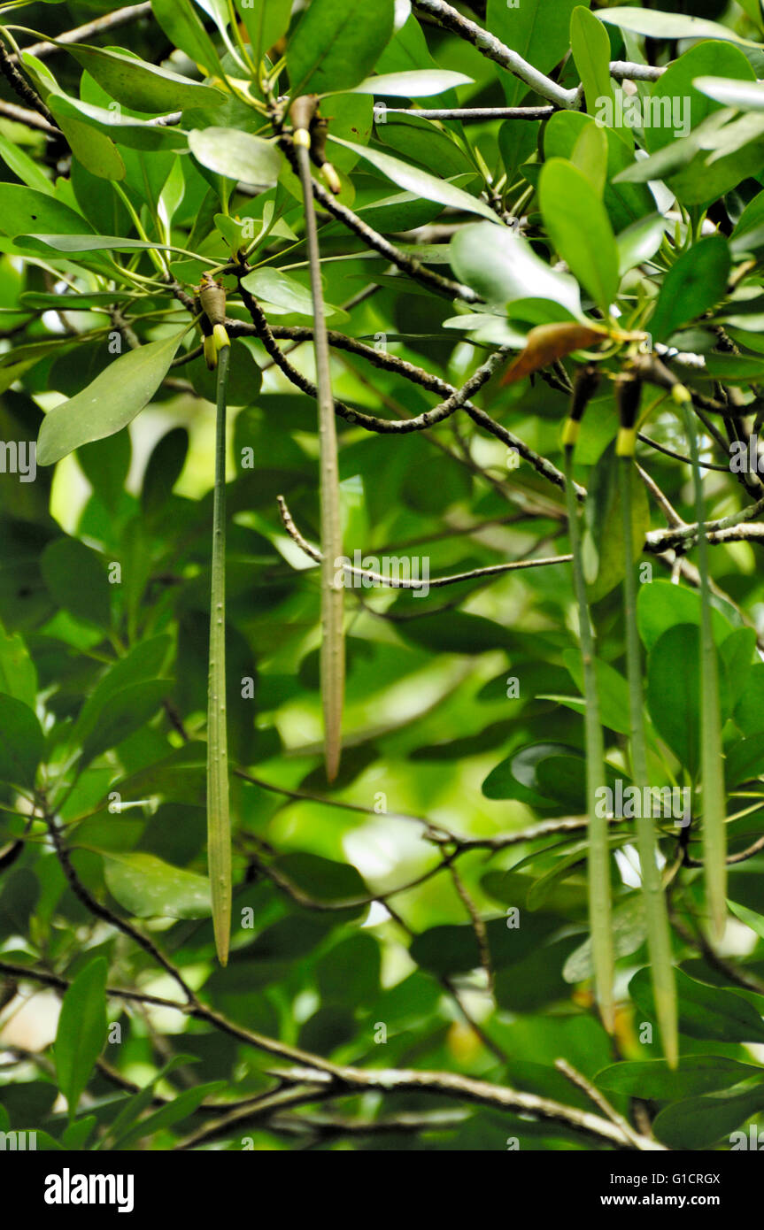 Mangrove fruit hi-res stock photography and images - Alamy