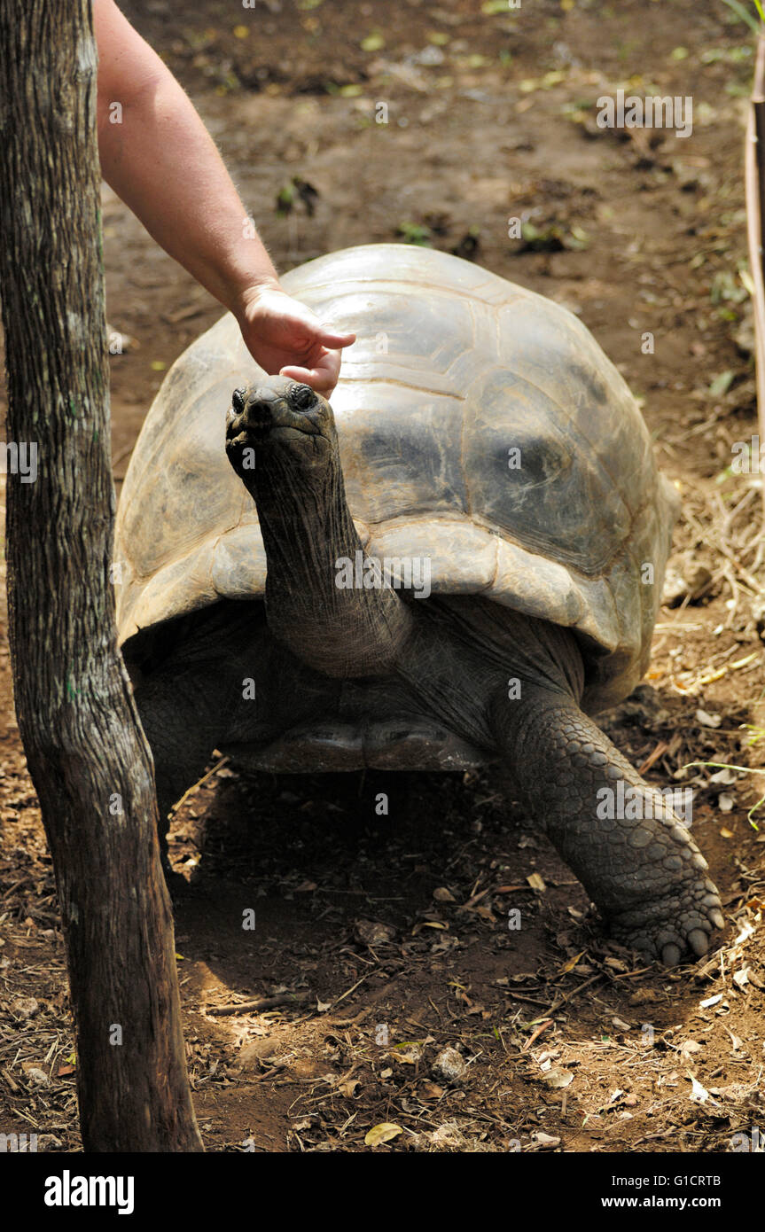 Tortoise sanctuary hi-res stock photography and images - Alamy
