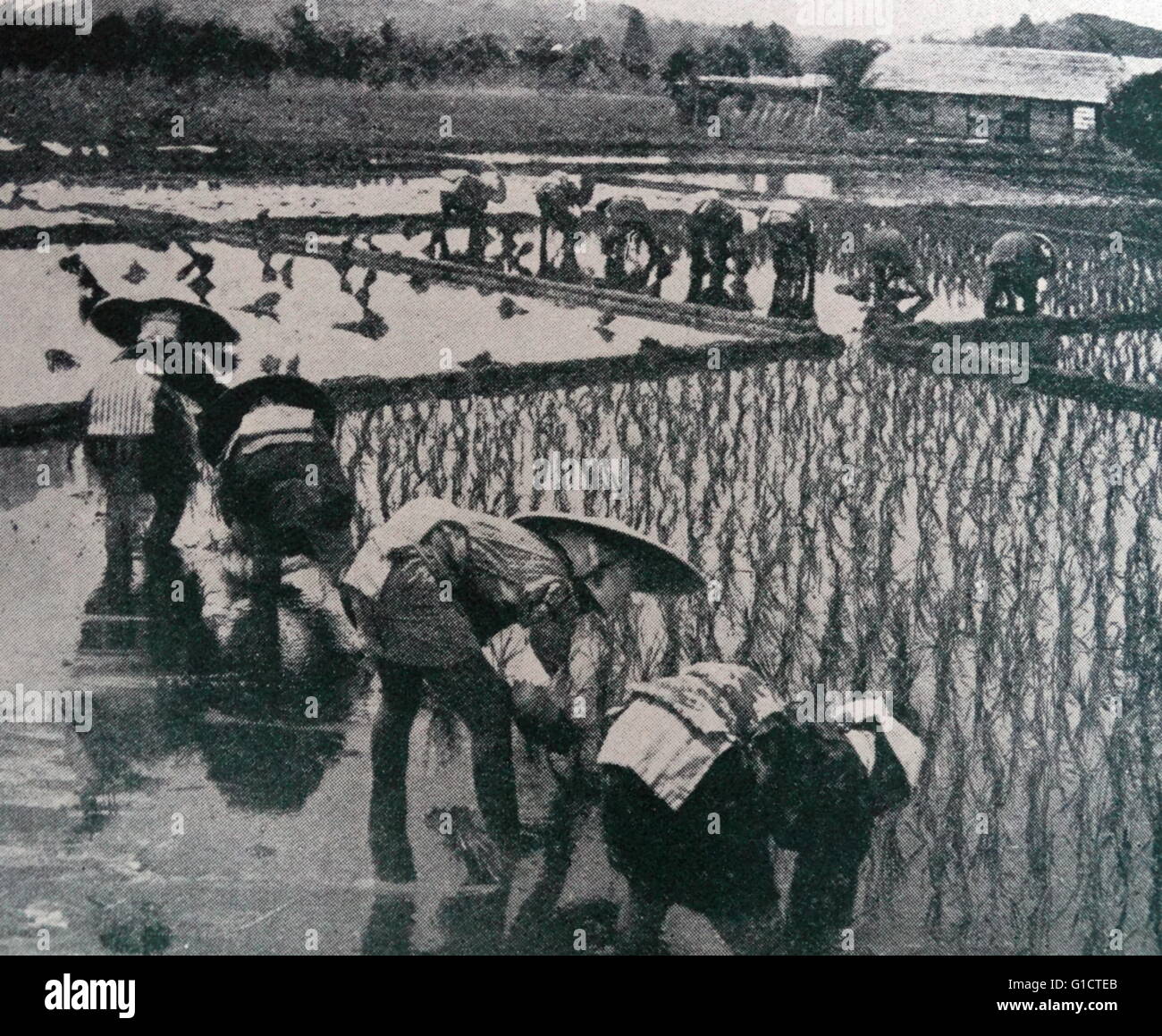 1880 japan japanese rice field hi-res stock photography and images - Alamy