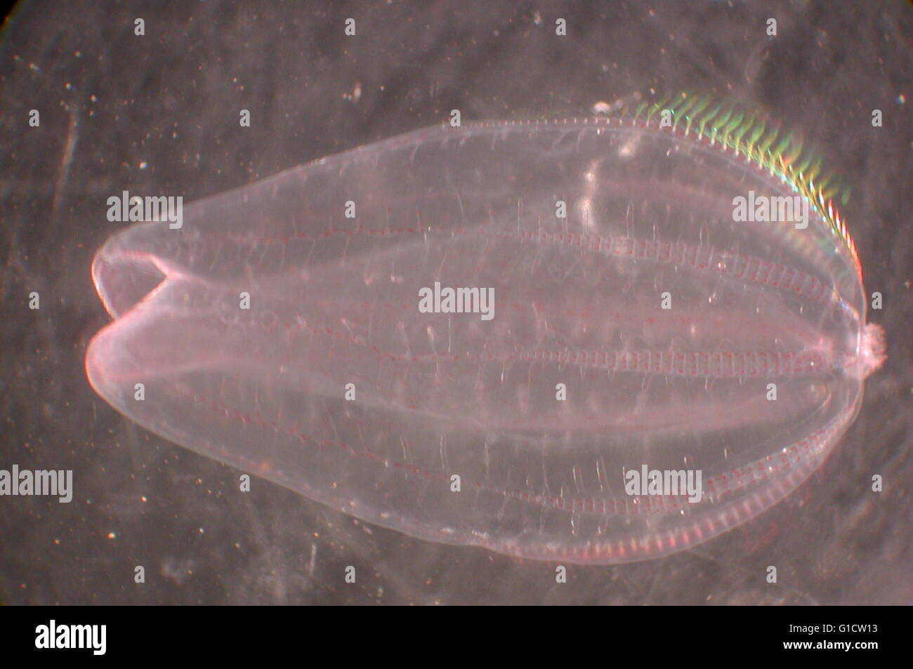 A comb jellyfish (Beroe Ovata Stock Photo - Alamy