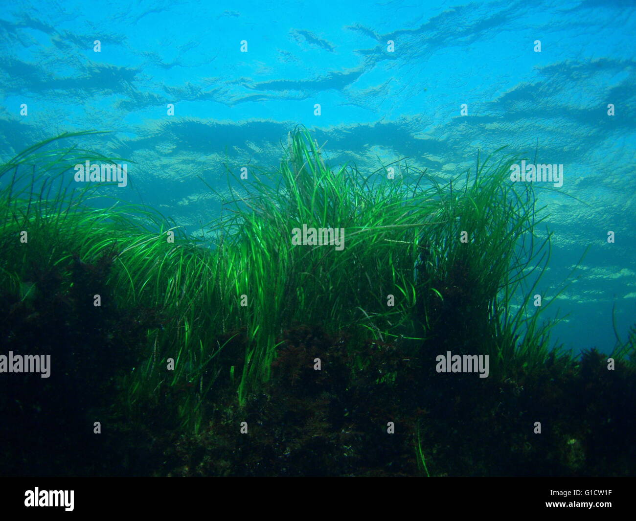 Seagrass (Phyllospadix Scouleri). Also known as Scouler's Surfgrass ...