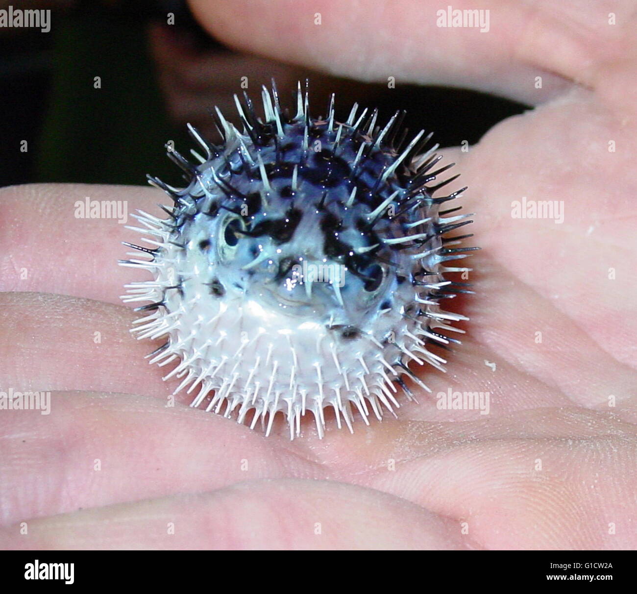 Porcupinefish diodon nicthemerus hi-res stock photography and images ...