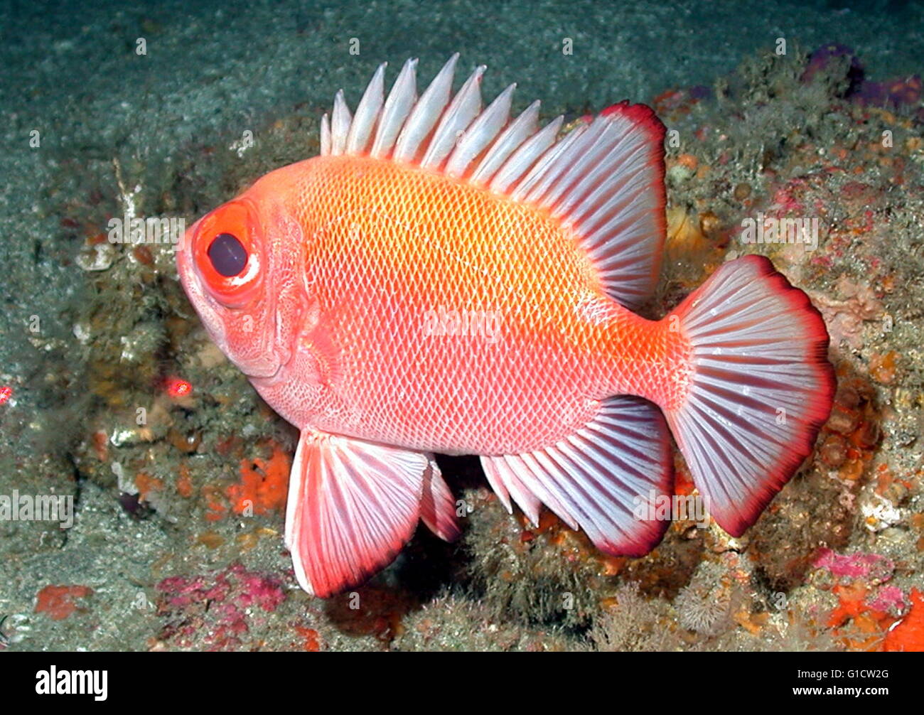 A Short Bigeye (Pristigenys Alta Stock Photo - Alamy