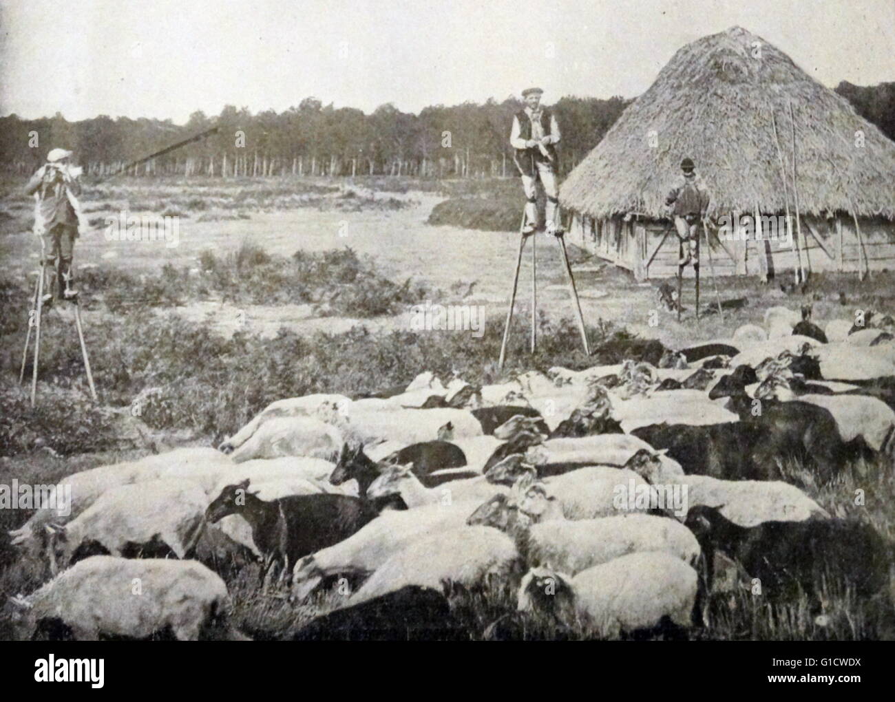 Photographic print of typical Landals shepherds on stilts, in Landes of ...