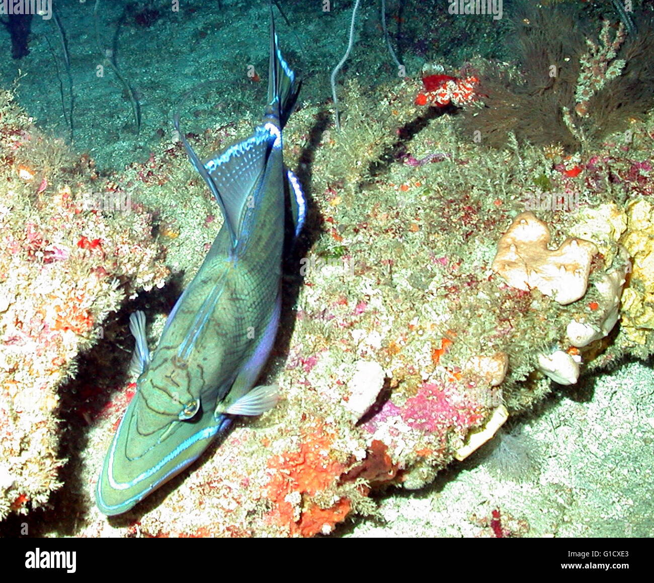 Queen triggerfish, Balistes vetula by Andrew David. Dated 21st Century ...