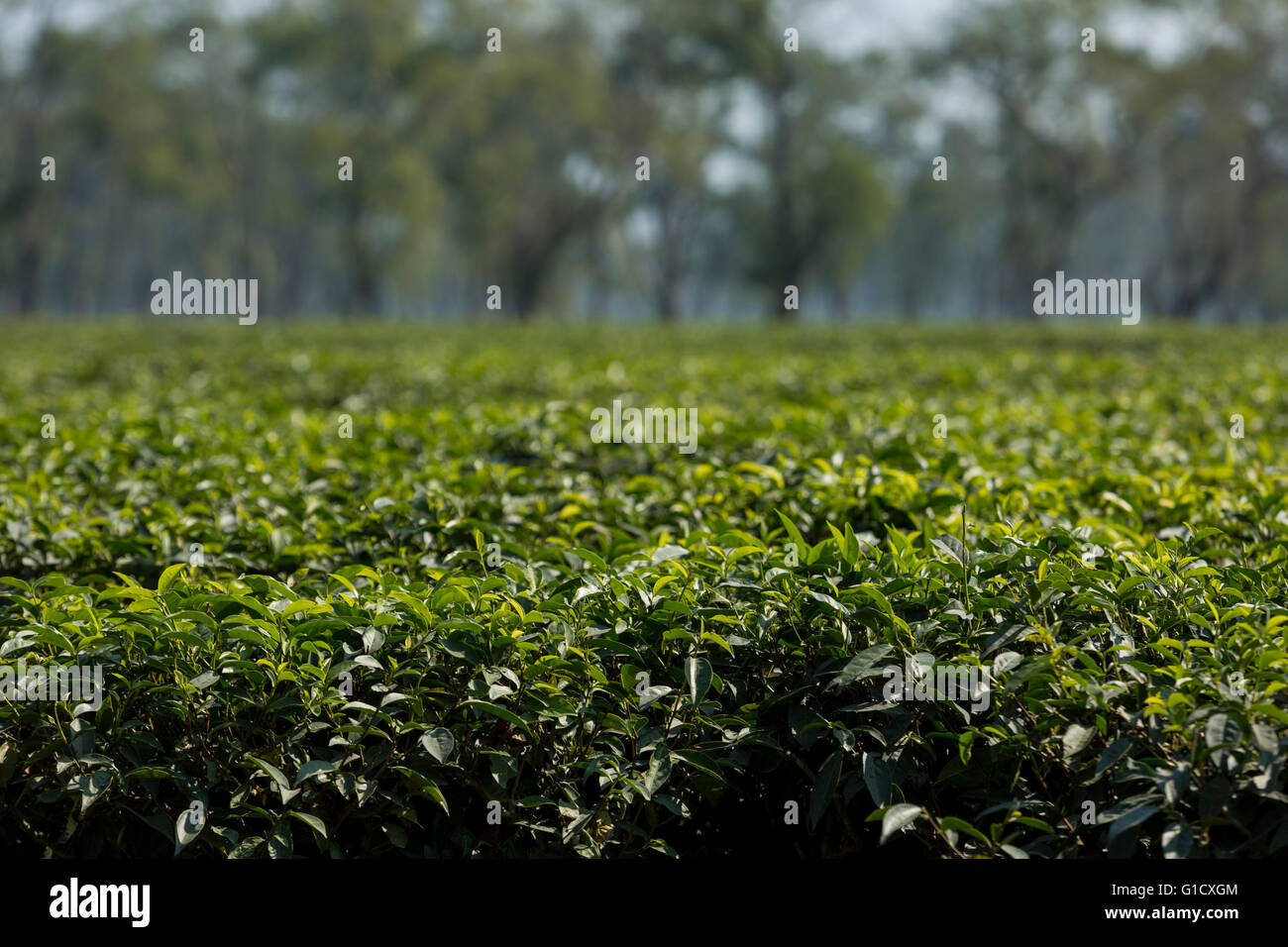 Tea Plantation in Assam, India Stock Photo - Alamy