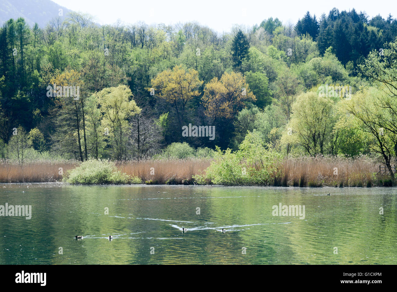 Lake Piano reserve on Menaggio valley, Italy Stock Photo - Alamy