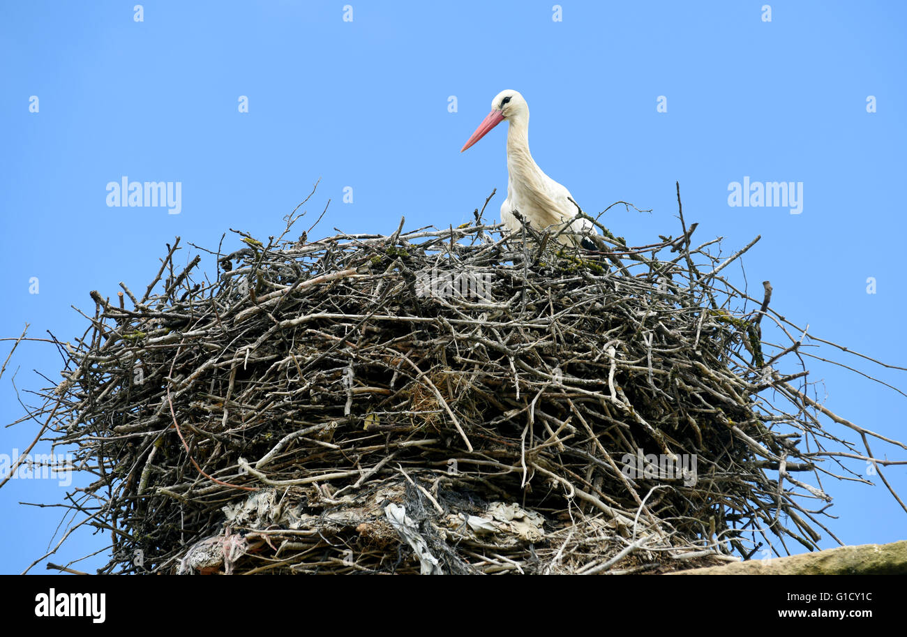 White Stork on nest in Spain Ciconia ciconia Stock Photo - Alamy