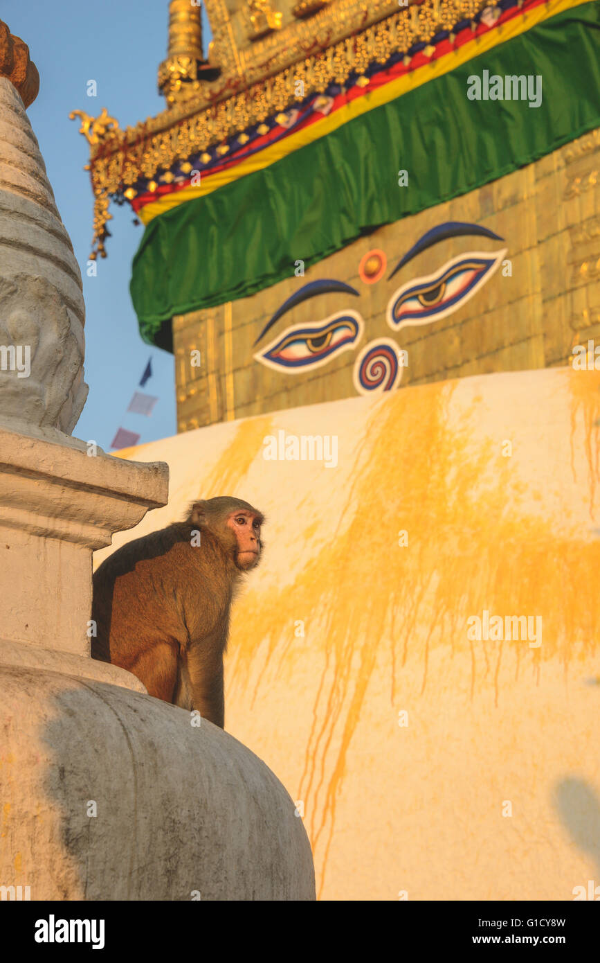 Holy monkeys everywhere at the Monkey temple in Kathmandu Stock Photo ...