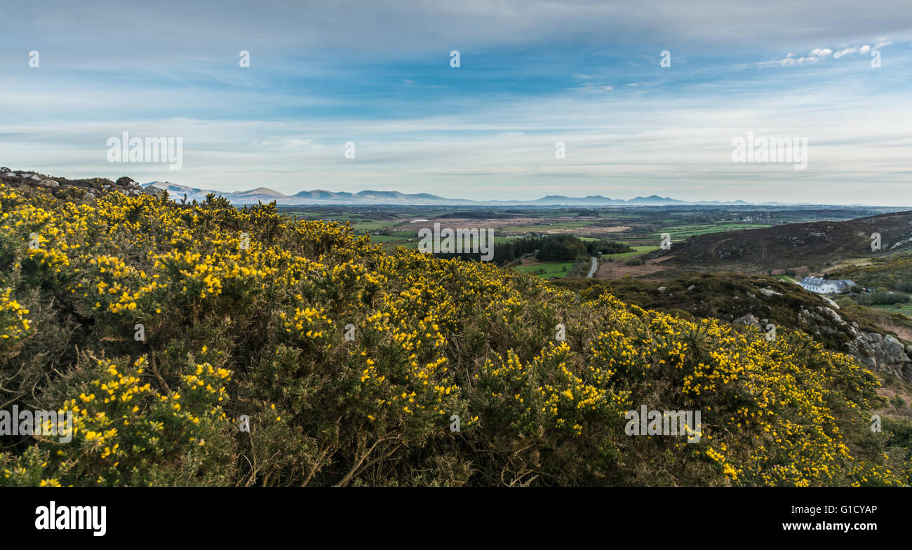 Bodafon fields hi-res stock photography and images - Alamy