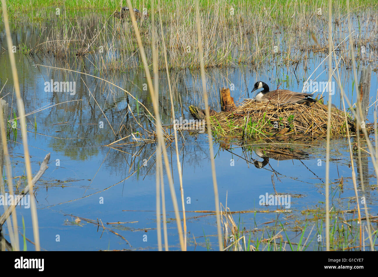 Female Canadian Goose nesting on marshland Stock Photo - Alamy