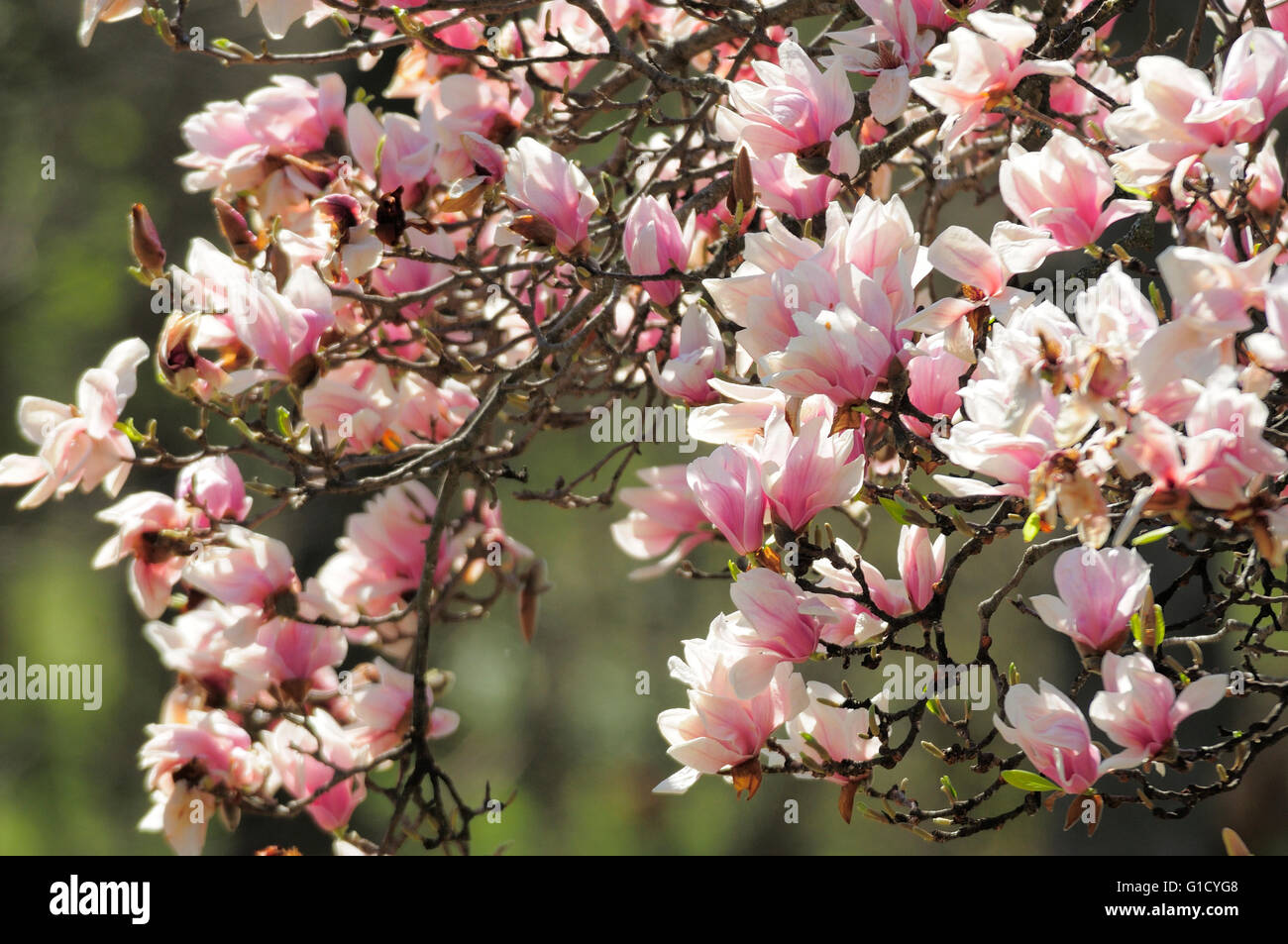 Magnolia tree limbs hi-res stock photography and images - Alamy