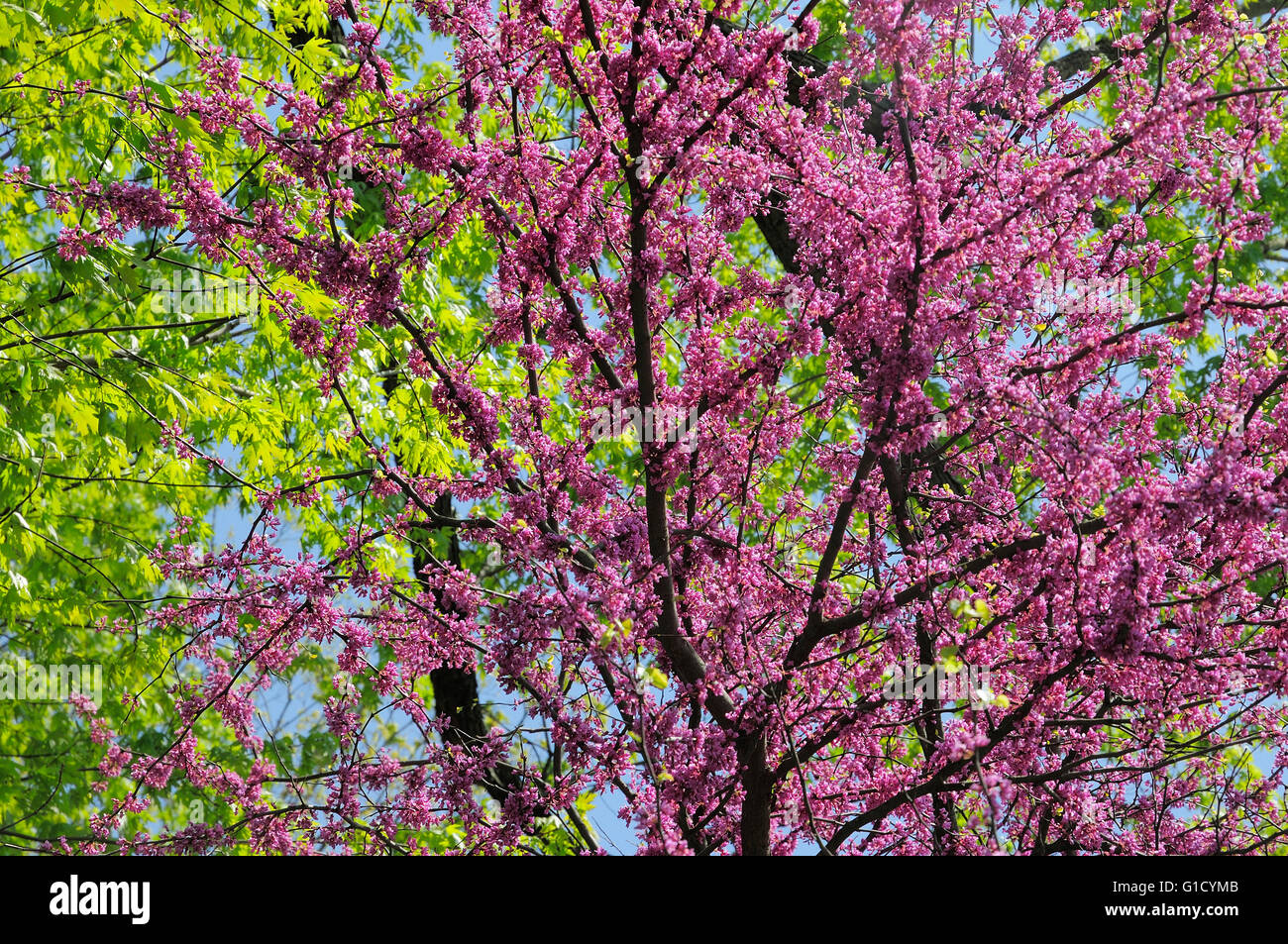 Redbud tree in full spring time bloom Stock Photo - Alamy