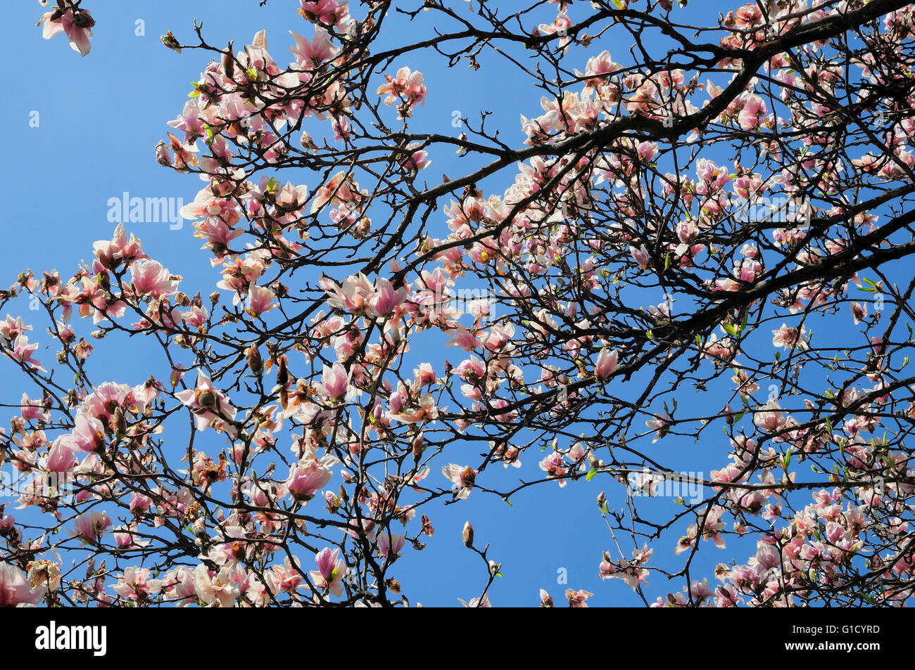 Magnolia tree limbs hi-res stock photography and images - Alamy