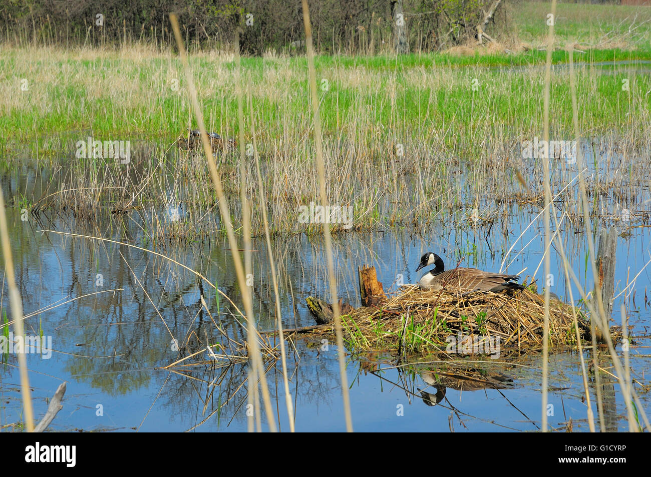 Female Canadian Goose nesting on marshland Stock Photo - Alamy