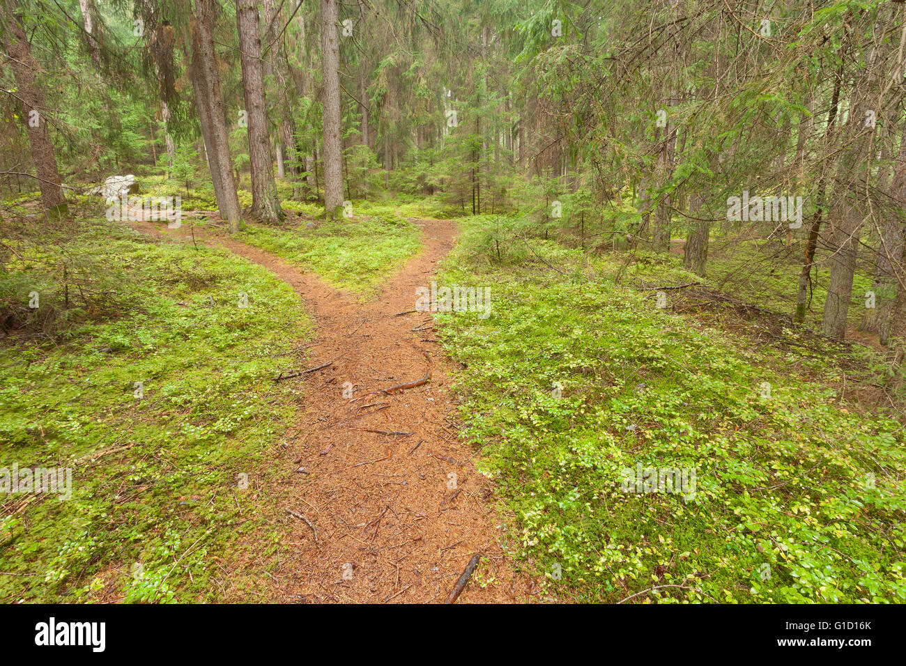 A single alpine path splits in two different directions. It's an ...