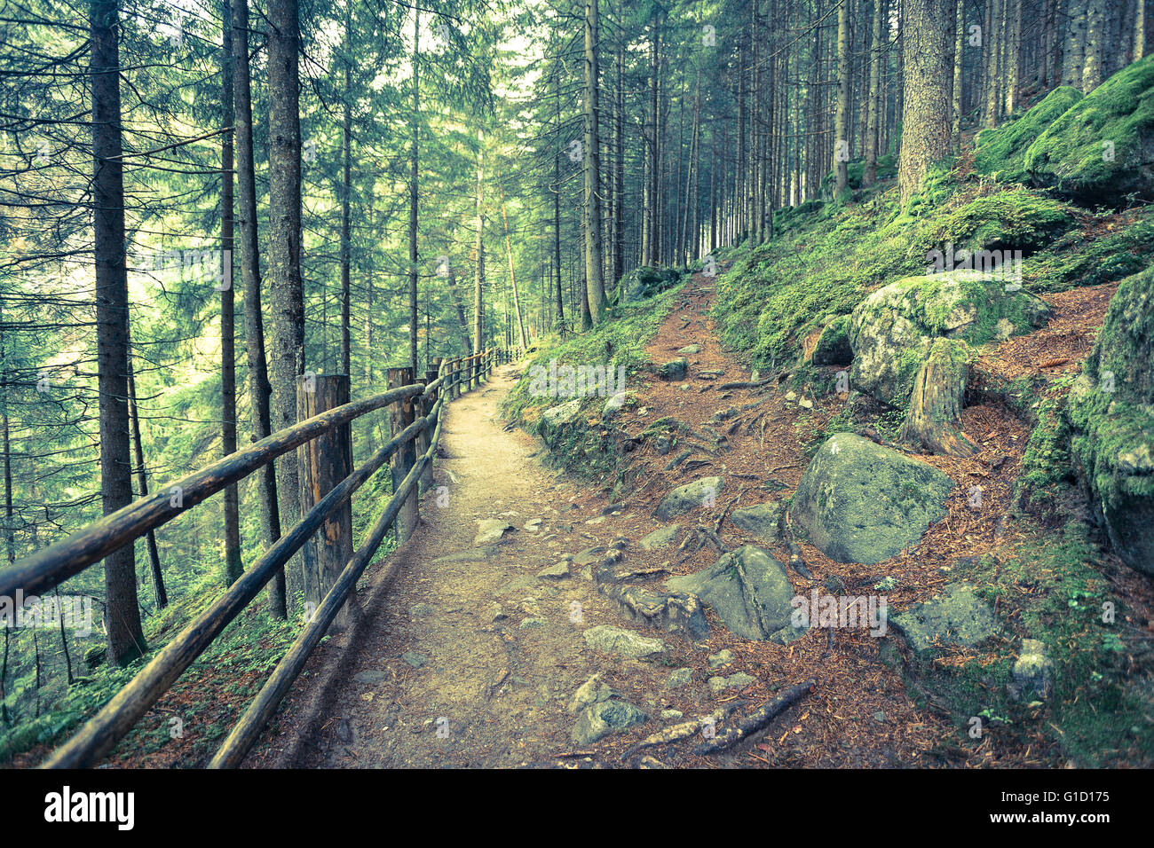 A small path leaves the main path long the woods Stock Photo - Alamy