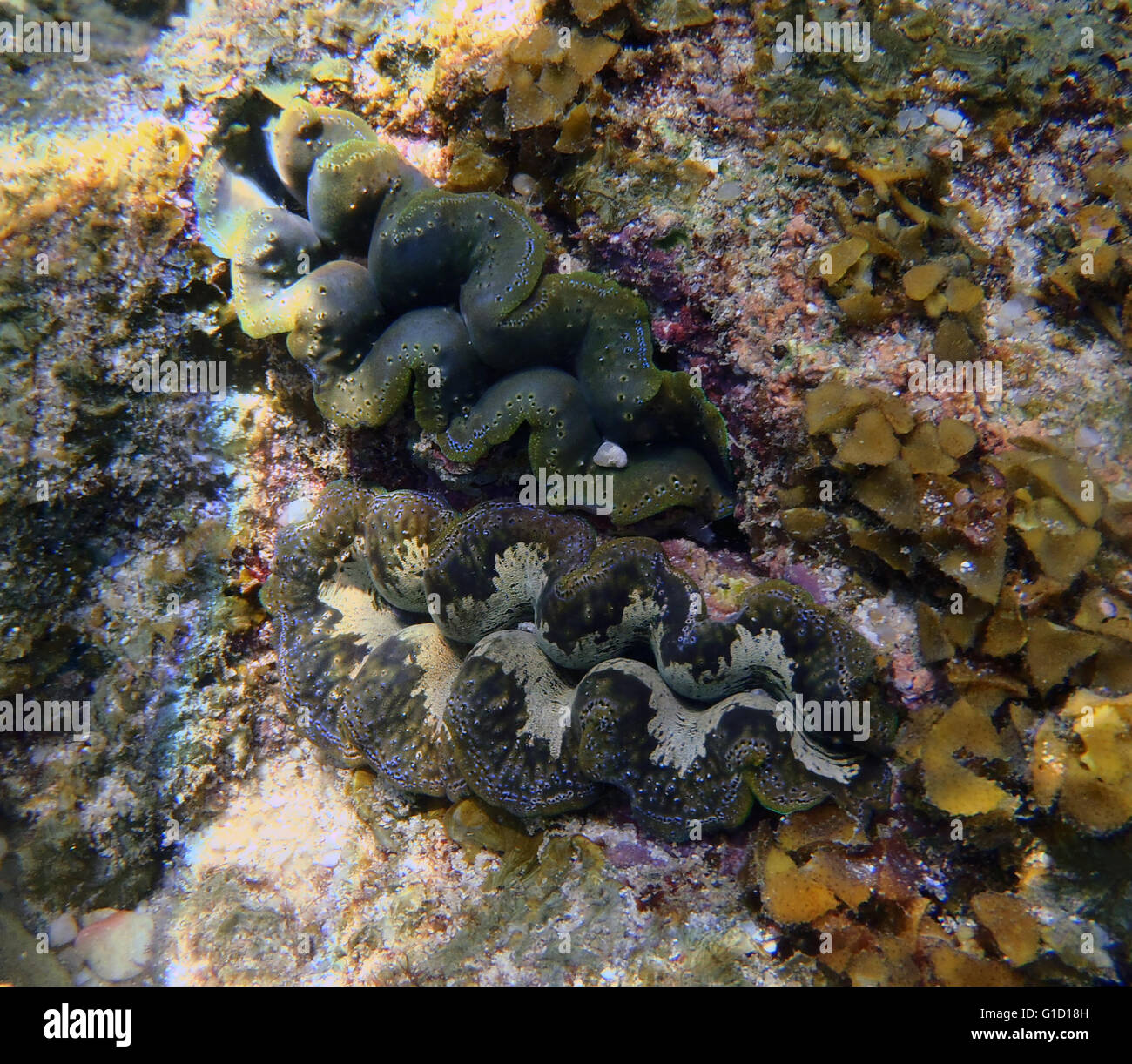giant Tridacna clam underwater, Thailand Stock Photo - Alamy