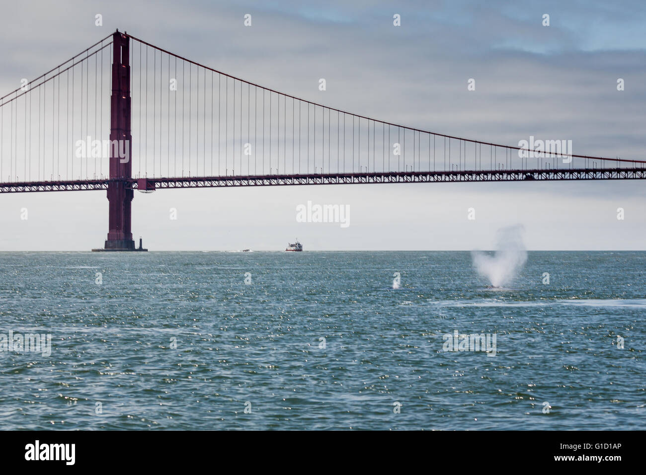 Rare sighting of mother humpback whale, megaptera novaeangliae, and ...