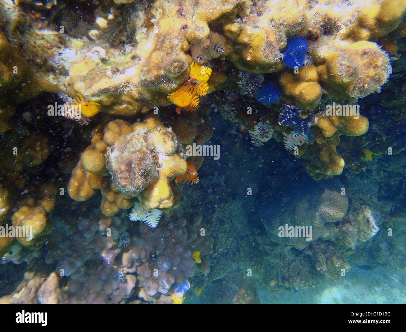 Christmas tree worm in South East Asia Stock Photo - Alamy