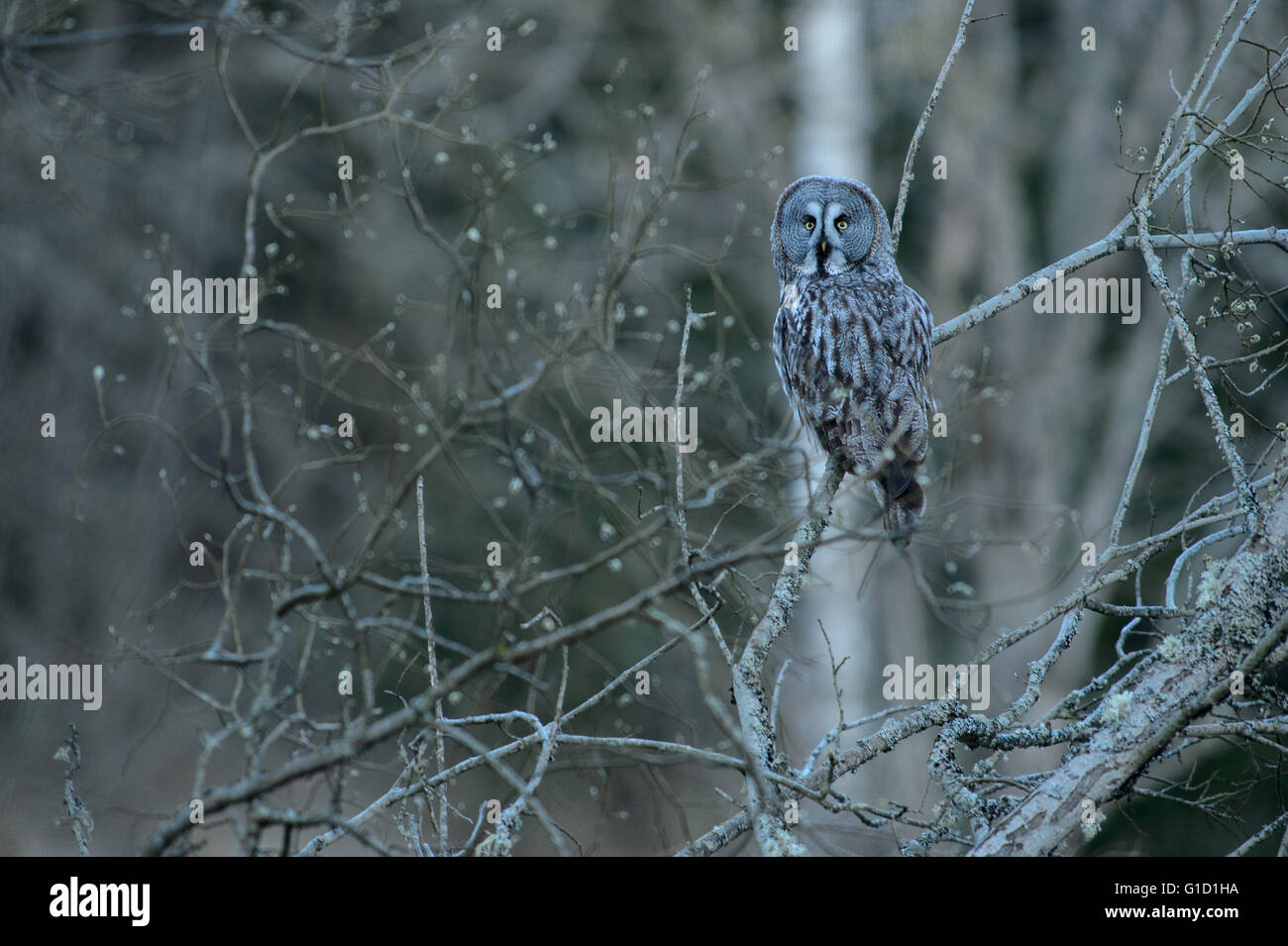 Sweden taiga forest hi-res stock photography and images - Alamy