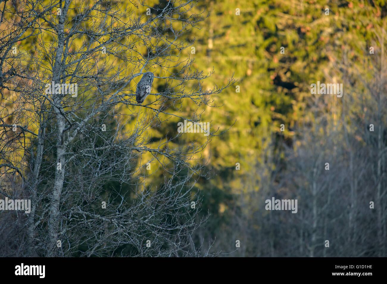 Great grey owl sitting high in a birch tree overlooking a field during ...