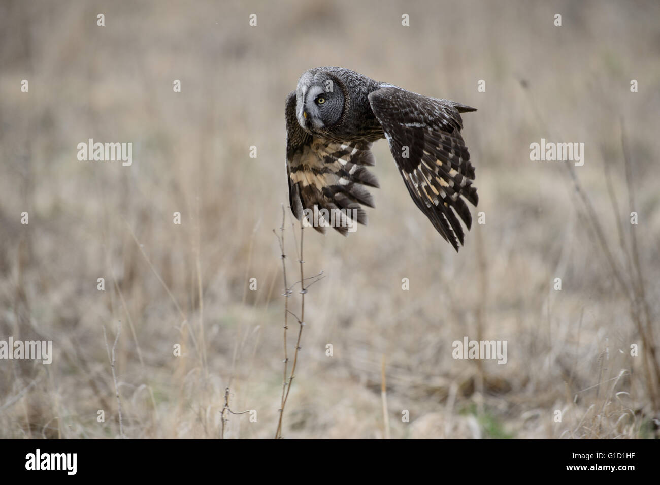 Flying Great Grey Owl in Sweden Stock Photo - Alamy