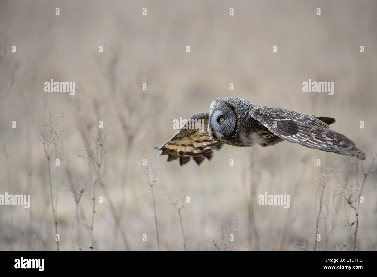 Flying Great Grey Owl in Sweden Stock Photo - Alamy