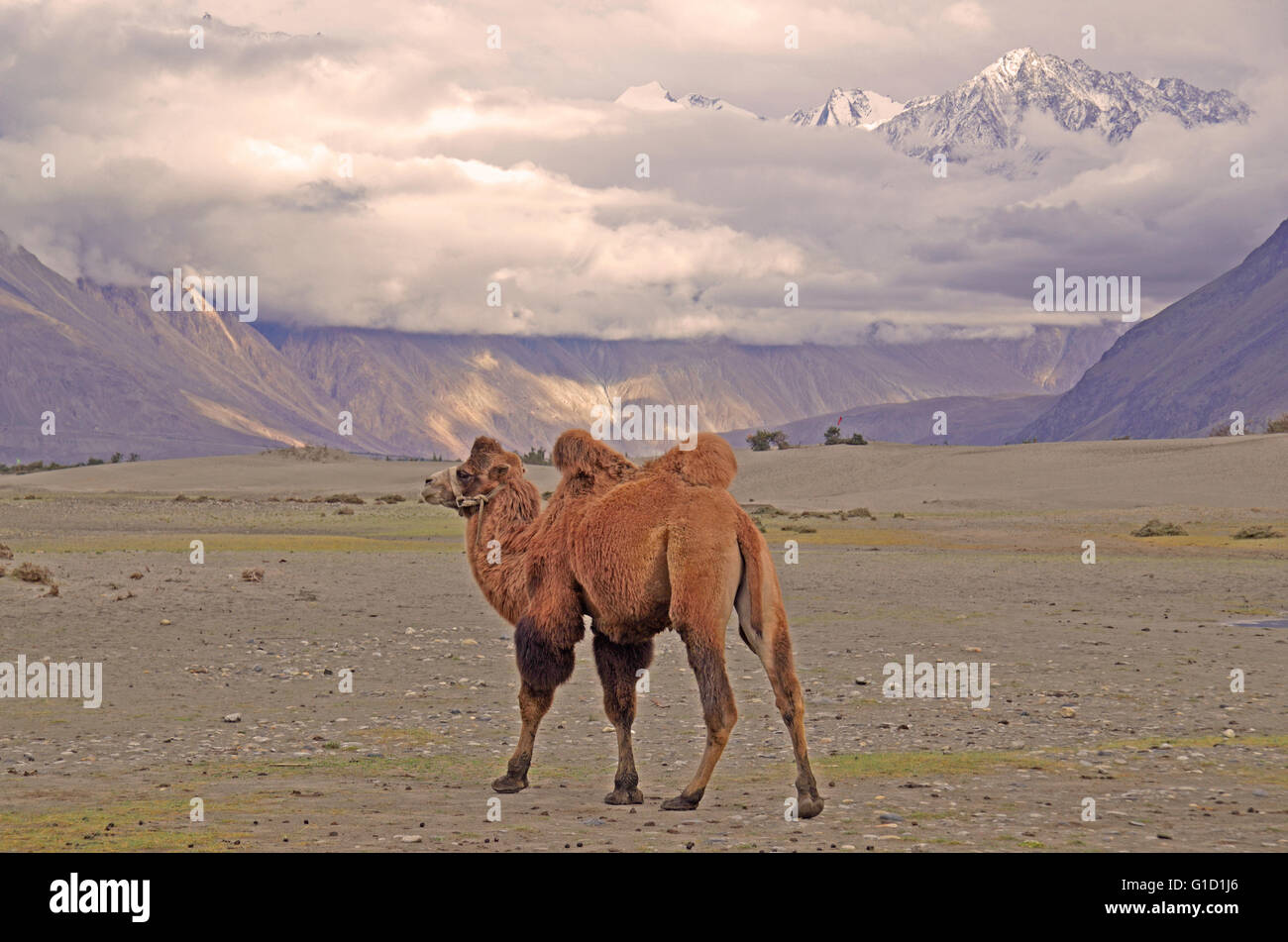 Bactrian camel in the cold desert of Hundar, Nubra Valley, Ladakh ...