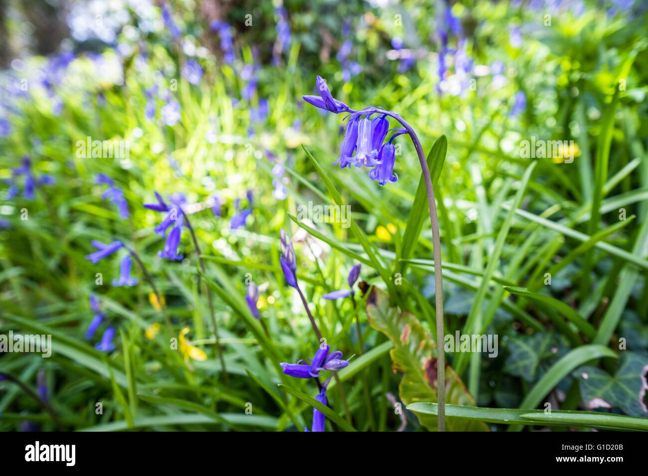 Bluebells in dappled sunlight hi-res stock photography and images - Alamy
