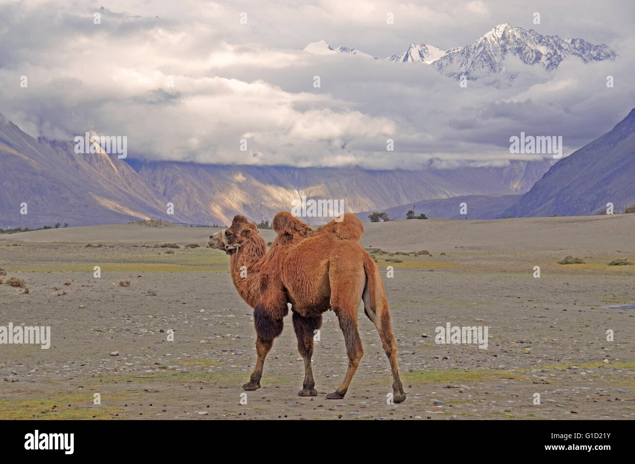 Bactrian camel in the cold desert of Hundar, Nubra Valley, Ladakh ...