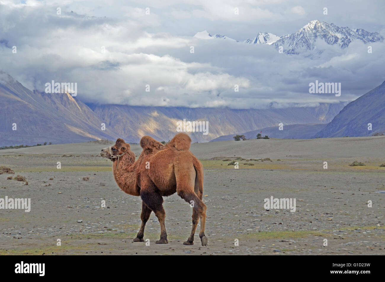 Bactrian camel in the cold desert of Hundar, Nubra Valley, Ladakh ...